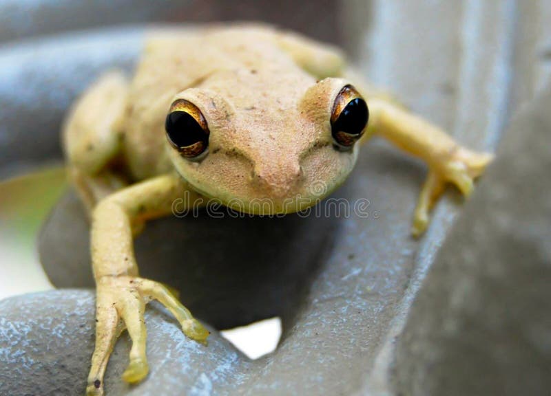 Rana grande foto de archivo. Imagen de grande, fotografía - 26252164