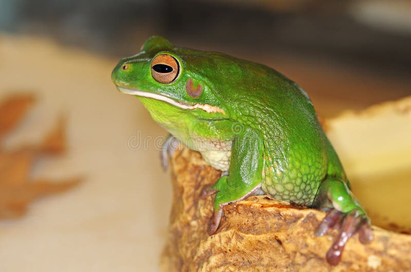 Rana Hermosa Con Los Ojos Grandes Fotos De Stock - Download 29 Fotos ...