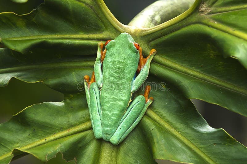 Rana de Costa Rica foto de archivo. Imagen de verde, costa - 20086010