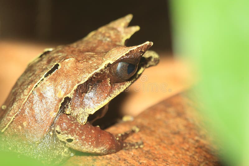 Rana De Cuernos Con Nariz Alargada Foto de archivo - Imagen de anfibio ...