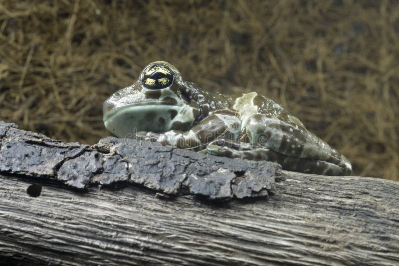Una Rana De La Leche Del Amazonas Que Se Sienta En Una Roca Imagen de ...