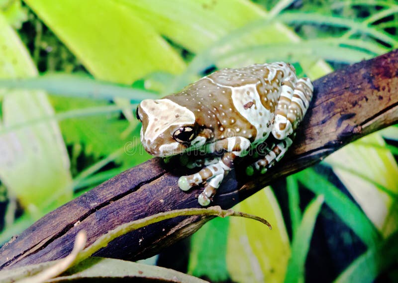 Rana Amazónica De La Leche Que Se Sienta En Una Rama Foto de archivo ...