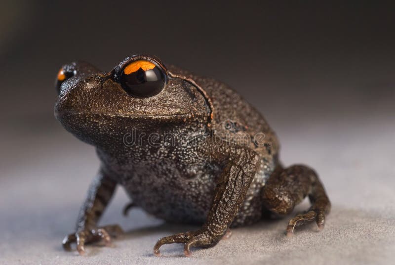 Rana rosada foto de archivo. Imagen de rana, rosa, manchado - 45119284