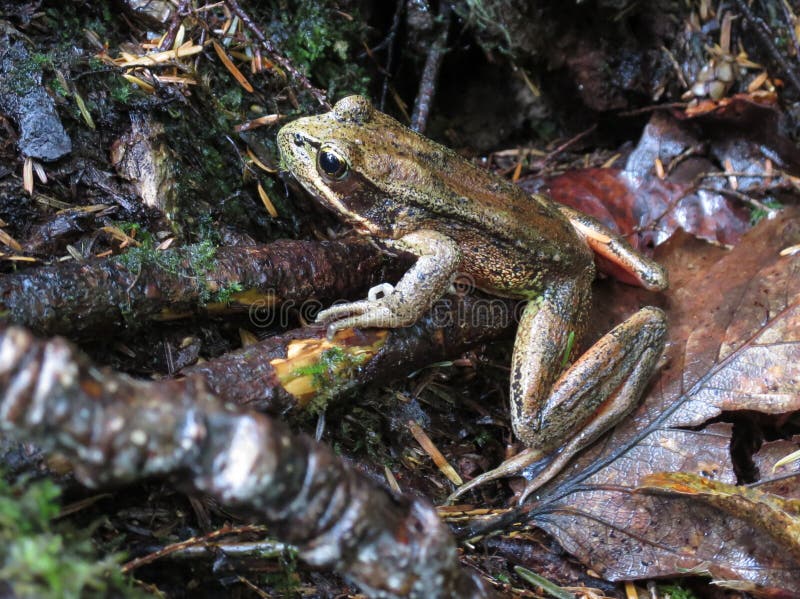 Rana De Patas Rojas Septentrional Imagen de archivo - Imagen de hojas ...