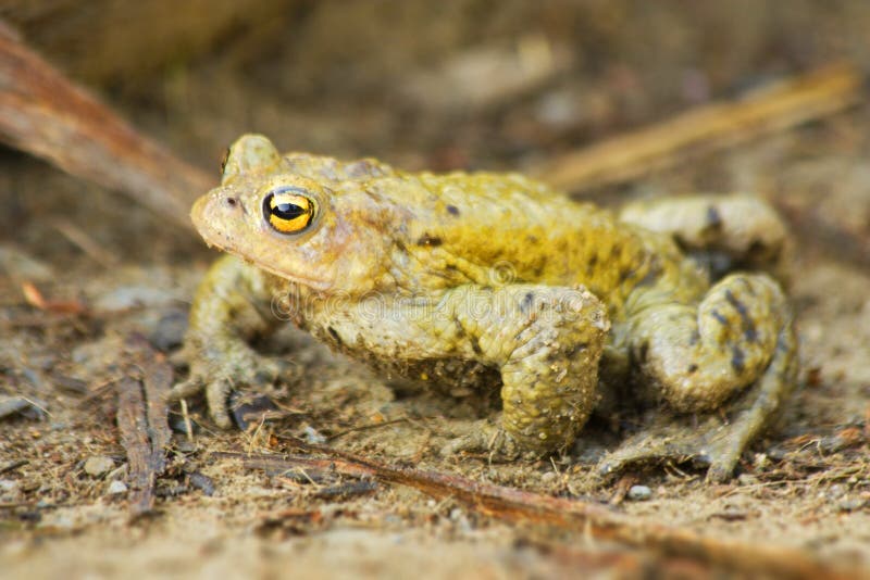 Rana del bufo de Bufo foto de archivo. Imagen de fondo - 69506418