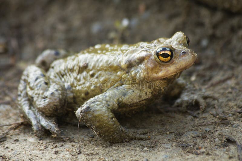Rana del bufo de Bufo foto de archivo. Imagen de fondo - 69506418