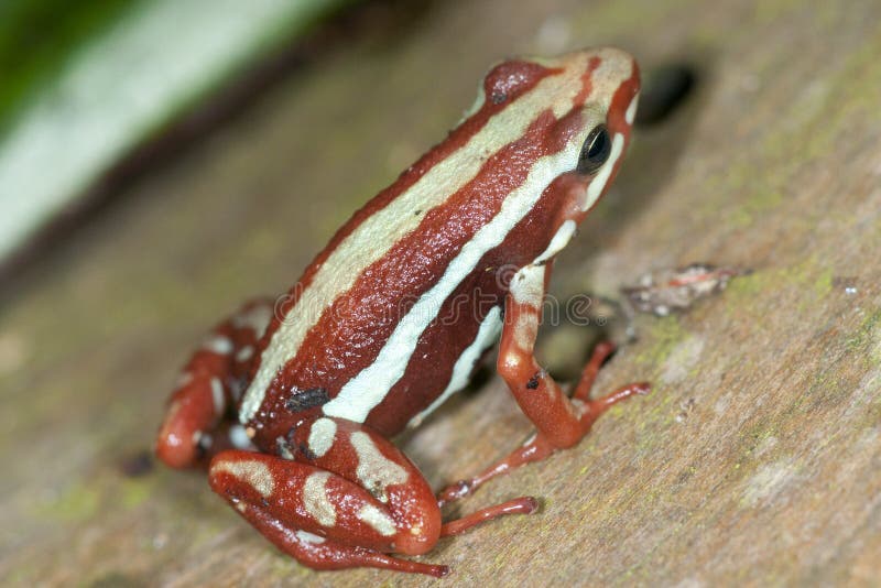 Rana del veleno immagine stock. Immagine di fantasma - 14248897