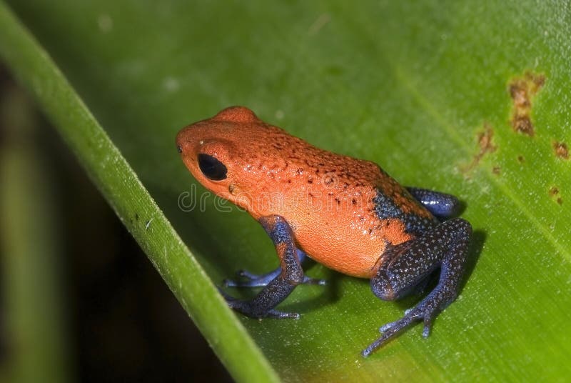 Rana del veneno imagen de archivo. Imagen de tropical - 7738383