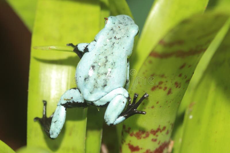 Rana Del Veneno De Splashback Foto de archivo - Imagen de amazonas ...