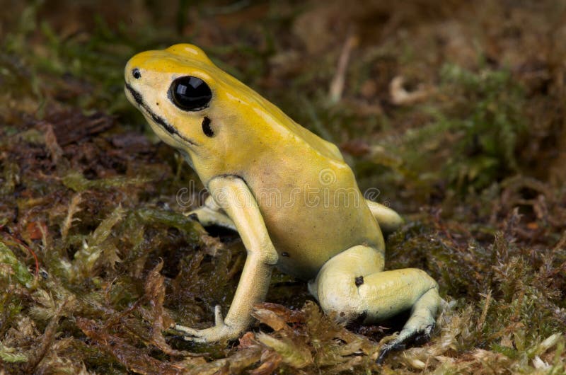 Rana dorata del dardo fotografia stock. Immagine di rana - 13852700