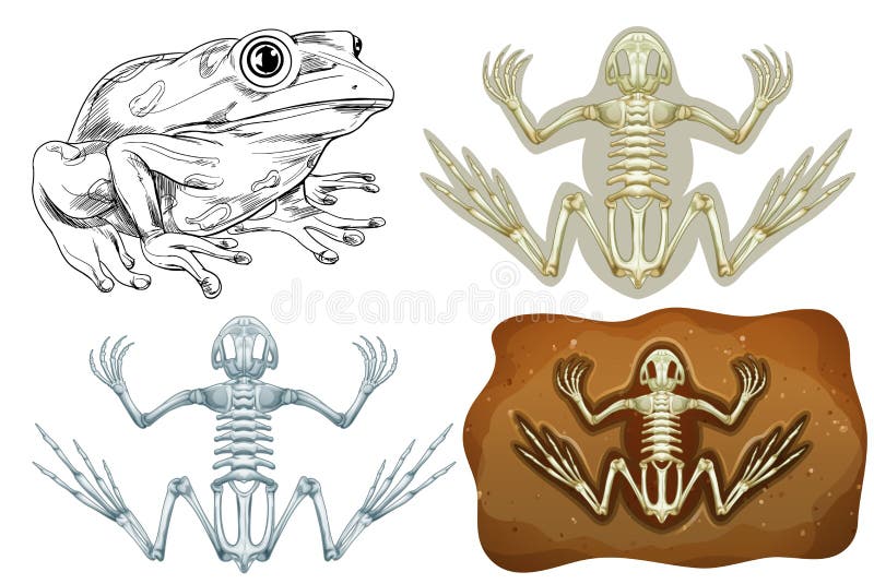 Sistema Scheletrico Della Rana Illustrazione di Stock - Illustrazione ...