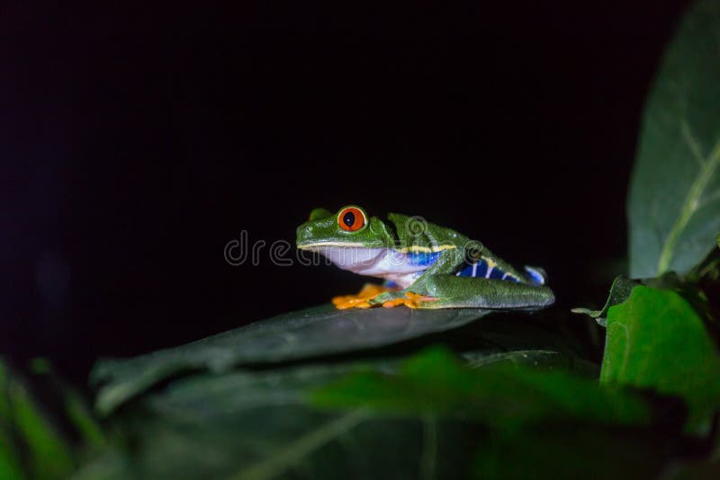 Rana en Costa Rica foto de archivo. Imagen de central - 109133454