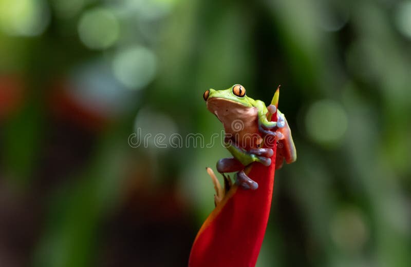 Rana en Costa Rica foto de archivo. Imagen de viaje - 131804360