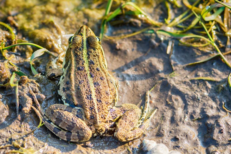 Rana en el fango imagen de archivo. Imagen de gente, vida - 92873757
