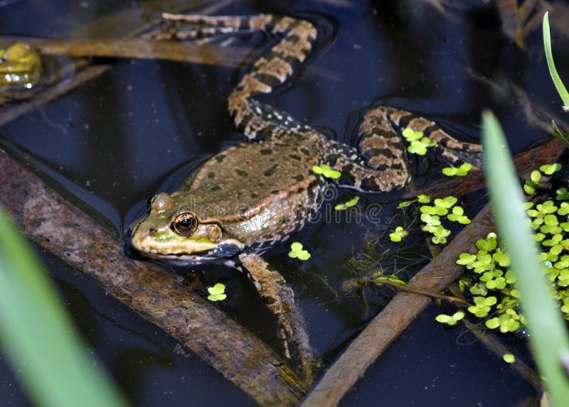 Rana en el river_4 foto de archivo. Imagen de cubo, genética - 93185644