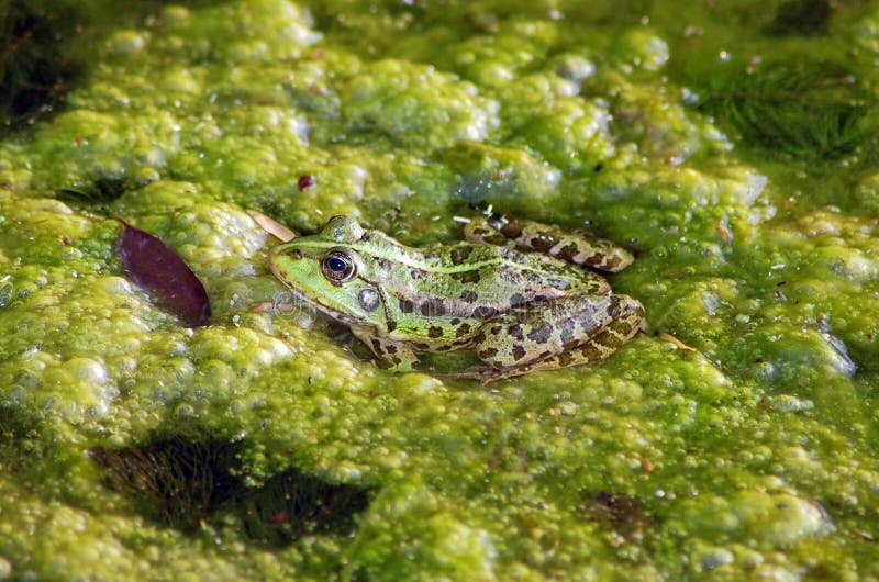 Rana En La Charca Llenada Algas Foto de archivo - Imagen de wetland ...