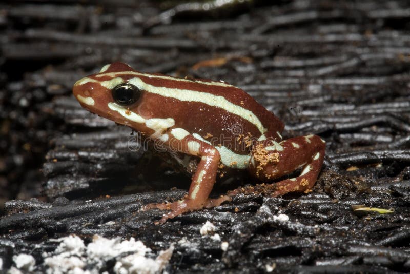 Rana exótica imagen de archivo. Imagen de seres, fangoso - 4634687