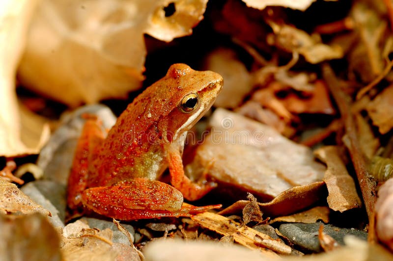 Rana Con Le Gambe Lunghe Della Rana Di Iberica Iberico Del Rana ...