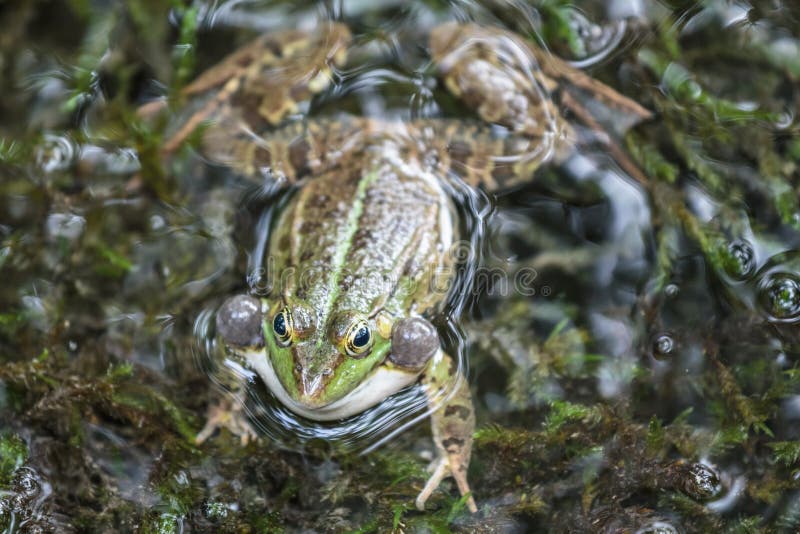 Rana inflada imagen de archivo. Imagen de exterior, piel - 67763505