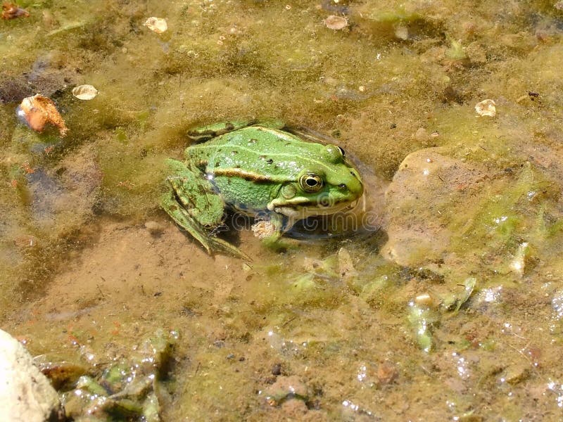 Marsh Frog - Rana Ridibunda Stock Image - Image of pets, wildlife: 2304351