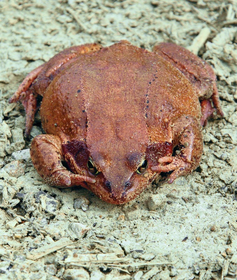 Rana marrón grande imagen de archivo. Imagen de fondo - 40604217
