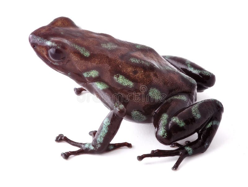 Rana De Oro Del Dardo Del Veneno De La Selva Tropical De Panamá Foto de ...