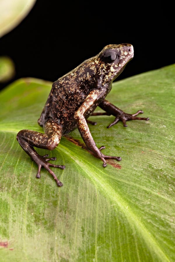Rana Perú De La Flecha Del Veneno Foto de archivo - Imagen de dardo ...