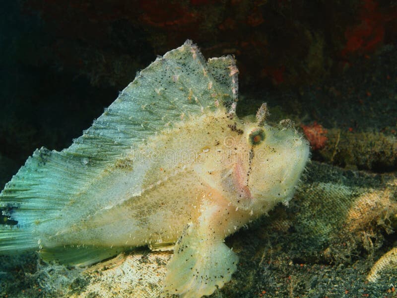 Rana pescatrice immagine stock. Immagine di bali, subacqueo - 84044895