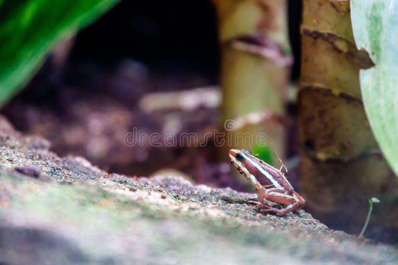 Rana pronta a saltare fotografia stock. Immagine di alimento - 89563224