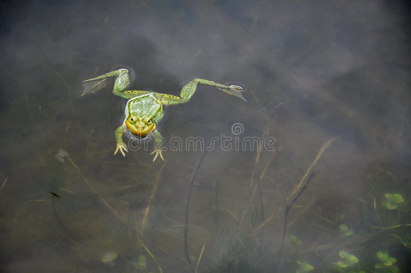 Rana Flotando En El Agua Con Espacio De Copia, Pelophylax Esculentus O ...