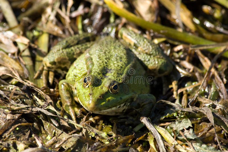 Rana ridibunda, Marsh Frog stock photo. Image of rana - 8513492