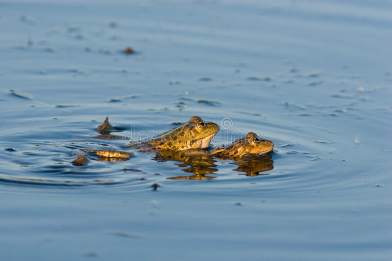 Rana ridibunda, Marsh Frog stock photo. Image of pairing - 8513496