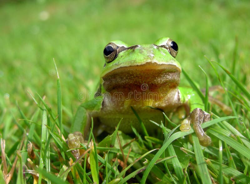 Rana verde immagine stock. Immagine di anfibio, verde - 101135341