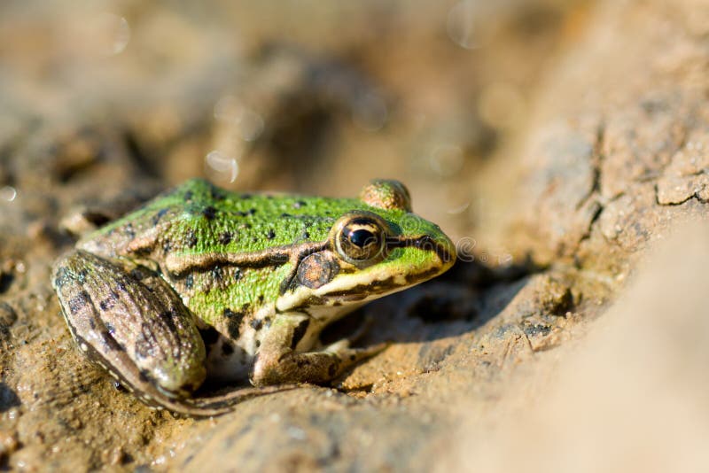 Rana verde imagen de archivo. Imagen de mundo, exterior - 31141041