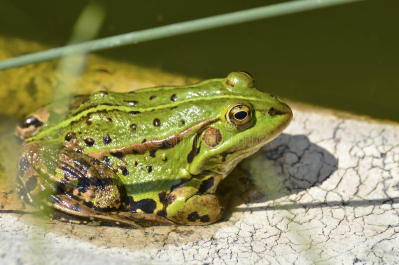 Rana verde. foto de archivo. Imagen de blanco, fondo - 32037474