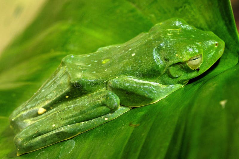 Rana verde foto de archivo. Imagen de fresco, peligro - 6045036