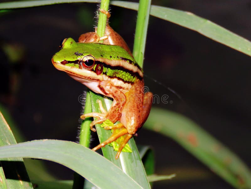 Rana verde fotografia stock. Immagine di croste, fogli - 97020232