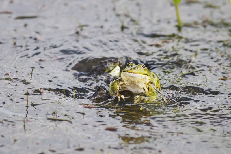 La Rana Che Salta Nello Stagno Dell'acqua Fotografia Stock - Immagine ...