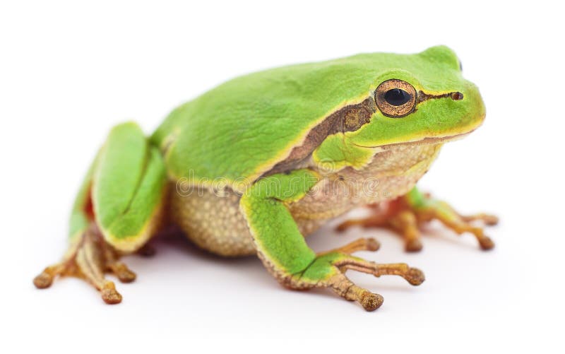 Rana verde isollated imagen de archivo. Imagen de fondo - 82565775