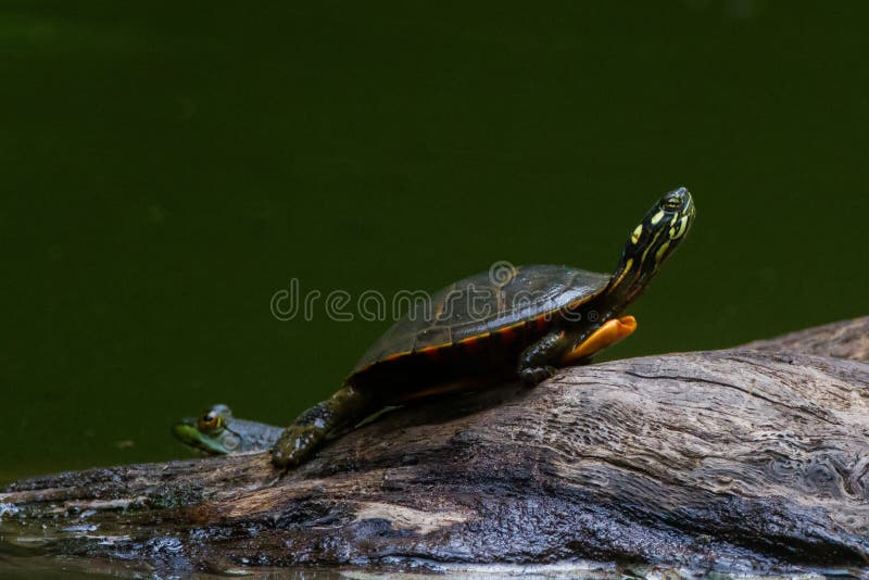 Rana y tortuga imagen de archivo. Imagen de movimiento - 26211483