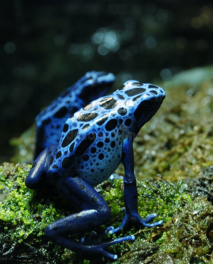 Ranas Azules Del Dardo Del Veneno Imagen de archivo - Imagen de anfibio ...