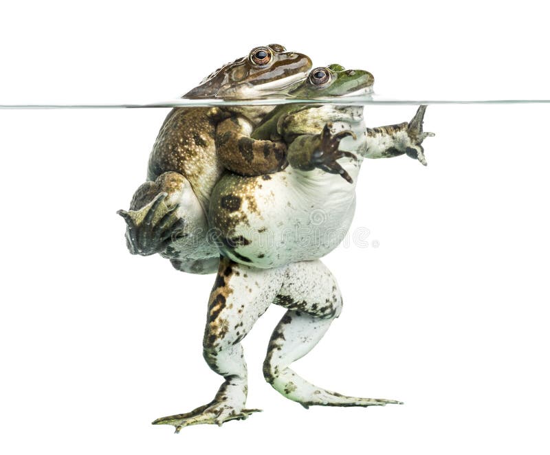 Ranas Copulating Debajo Del Agua Clara, Aislada Foto de archivo ...
