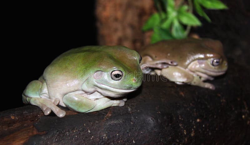 Pequeñas ranas verdes foto de archivo. Imagen de brillante - 19828194