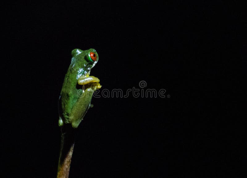 Ranas de Costa Rica foto de archivo. Imagen de planta - 98402724