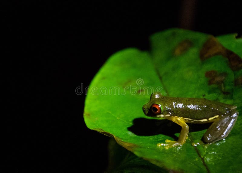 Ranas de Costa Rica imagen de archivo. Imagen de exterior - 98402863