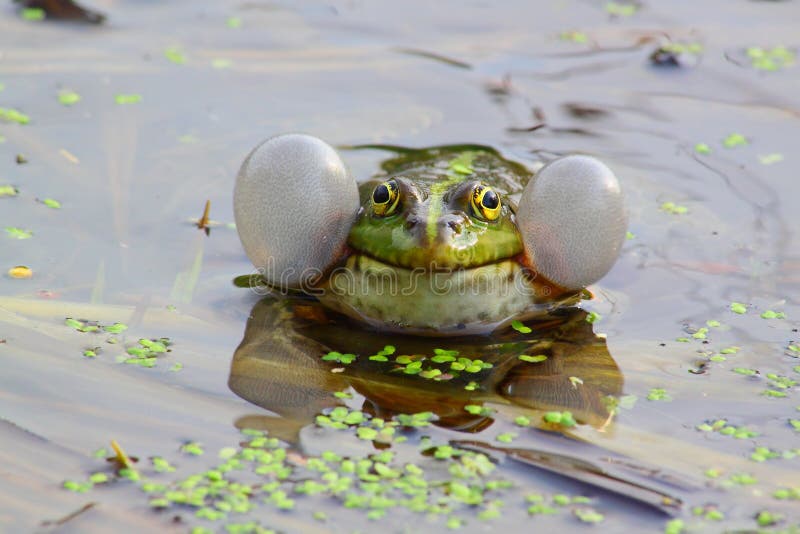 Ranas del canto foto de archivo. Imagen de cubo, acoplamiento - 42066182