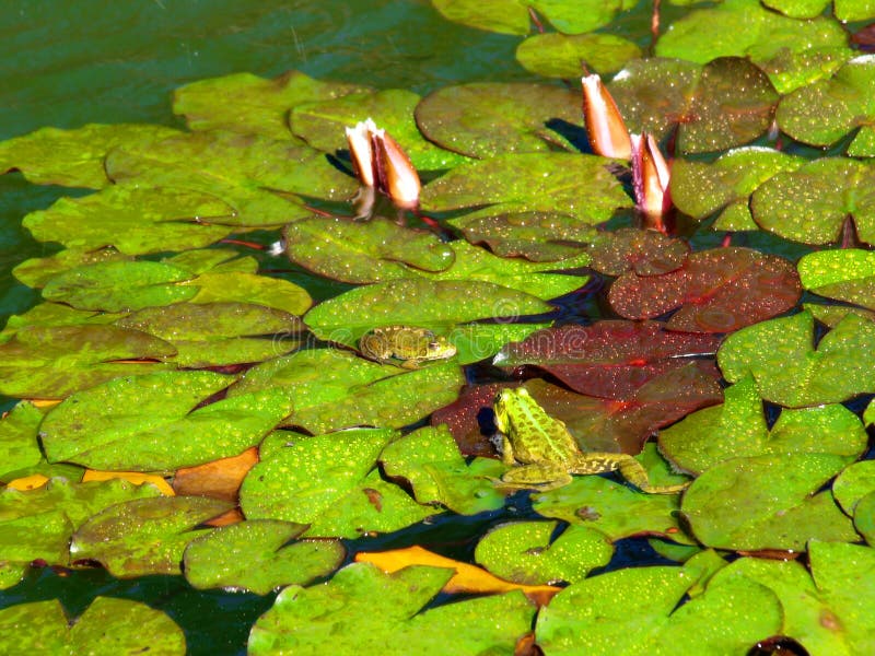 Ranas en el estanque foto de archivo. Imagen de habitat - 15080204