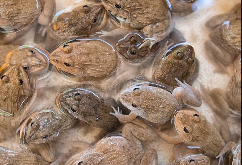 Grupo de ranas imagen de archivo. Imagen de jardín, fangoso - 72025189