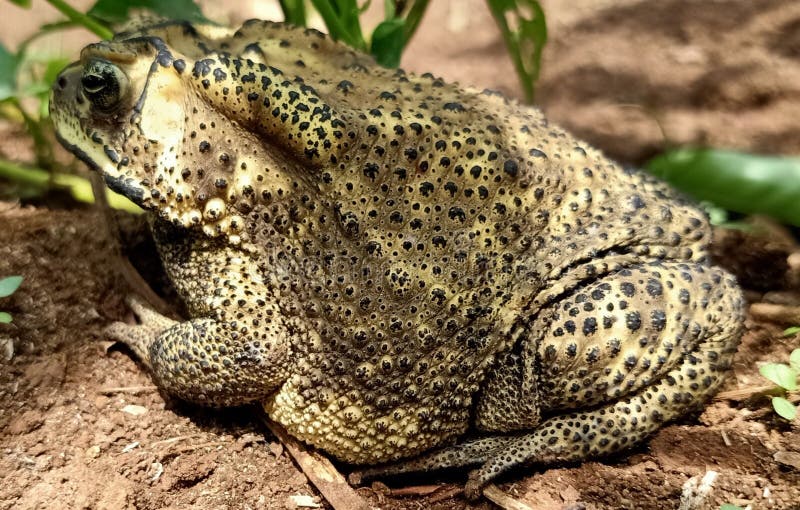 Ranas imagen de archivo. Imagen de reptil, animales - 262695463