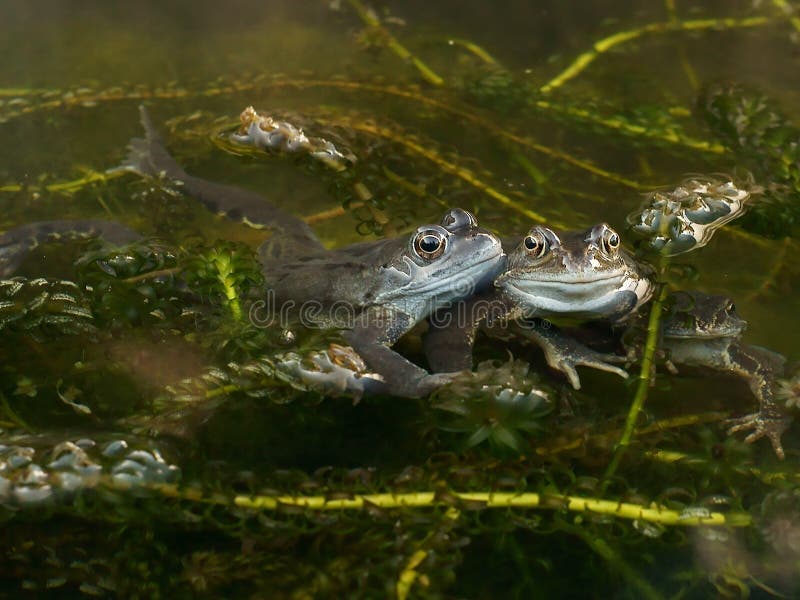 Ranas Que Frezan En Una Charca Imagen de archivo - Imagen de resorte ...